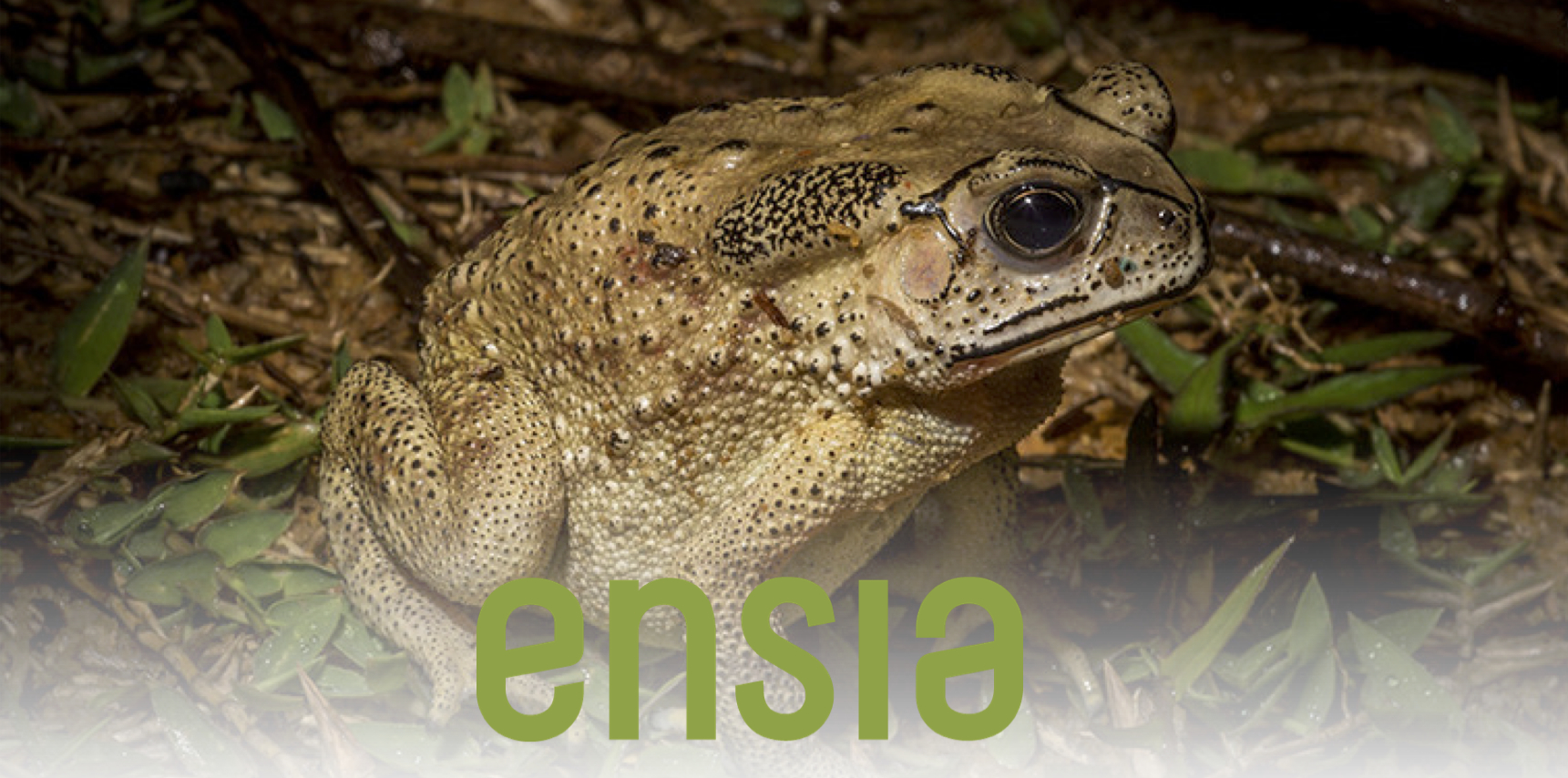 Edward Carver – writing and reporting